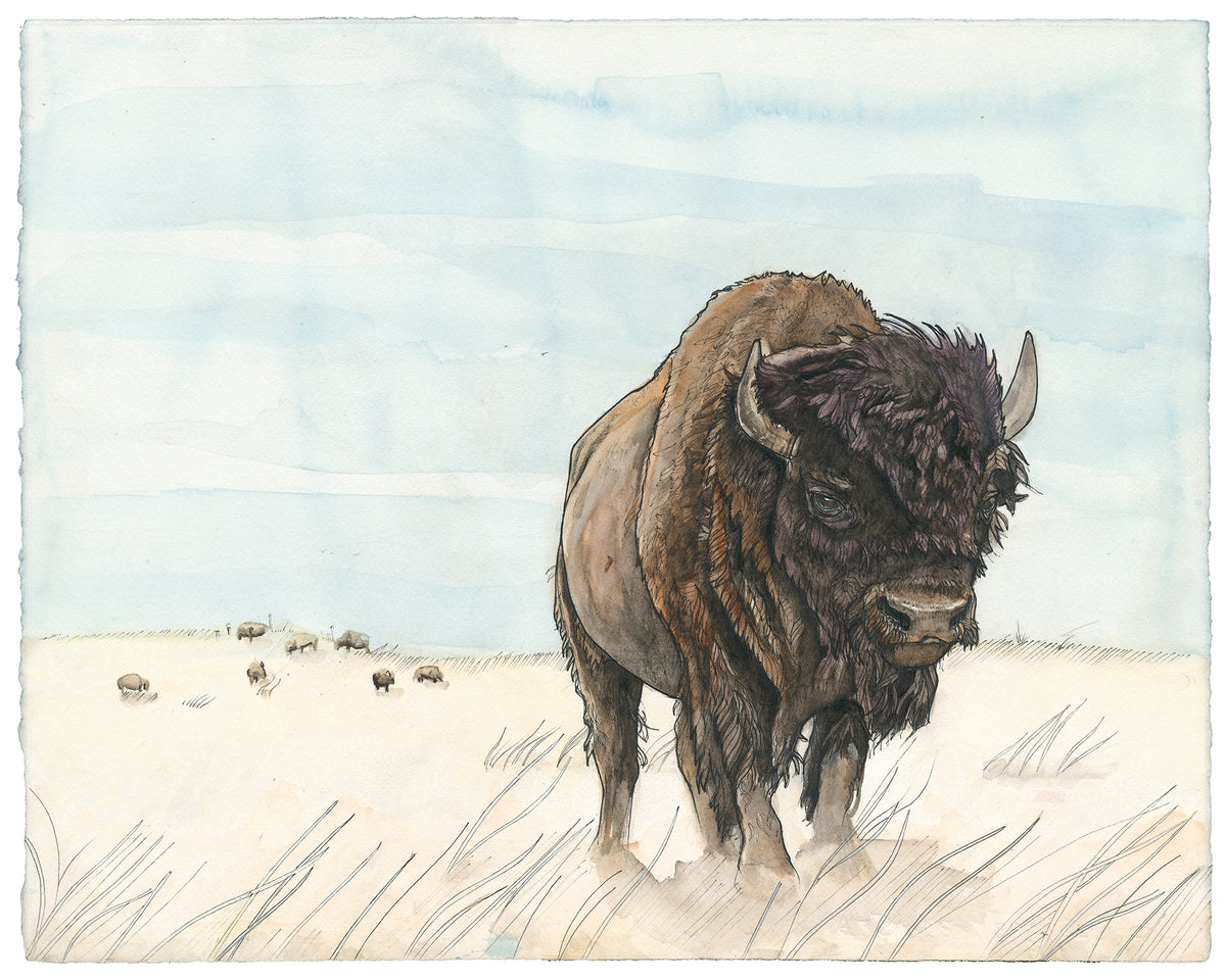 Michael Rohner Art | Pen and Ink illustrations with Mixed Media Color ...